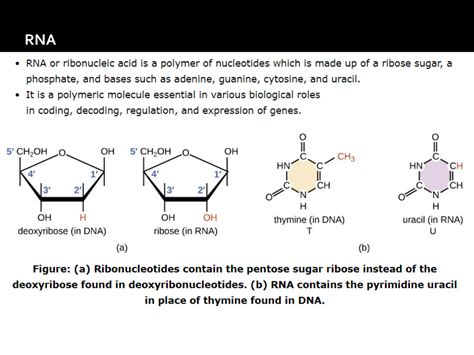 SOLUTION Rna Properties Structure Types And Functions Studypool