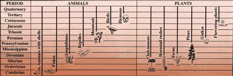 Fossil Sorting Creationwiki The Encyclopedia Of Creation Science