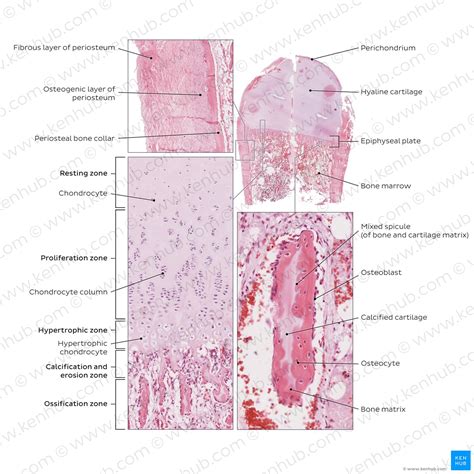 Histology Of Bone Growth Histology Cartilage And Bones