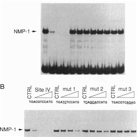 Competition Of NMP 1 Binding Activity With Different Transcription Download Scientific Diagram