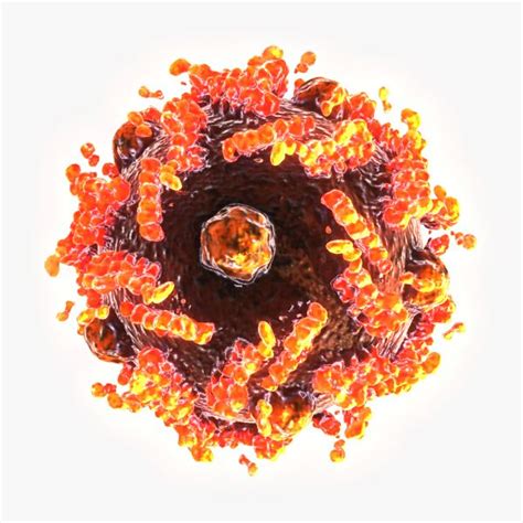 Mumps Virus 3d Model