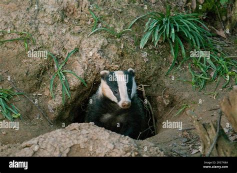 Badger European Badgers Meles Meles Martens Predators Mammals