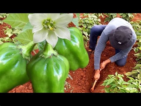 Why Planting Peppers Among Bean Seedlings Is Beneficial Gardener