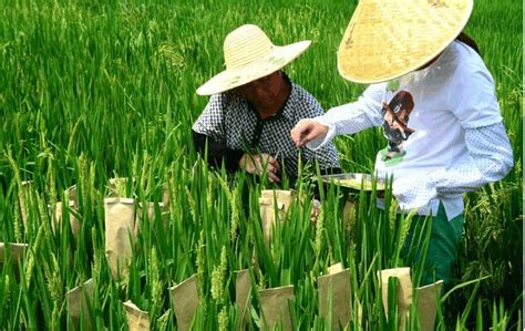 杂交水稻非洲创纪录 袁隆平杂交水稻养活可以留种吗 深圳热线