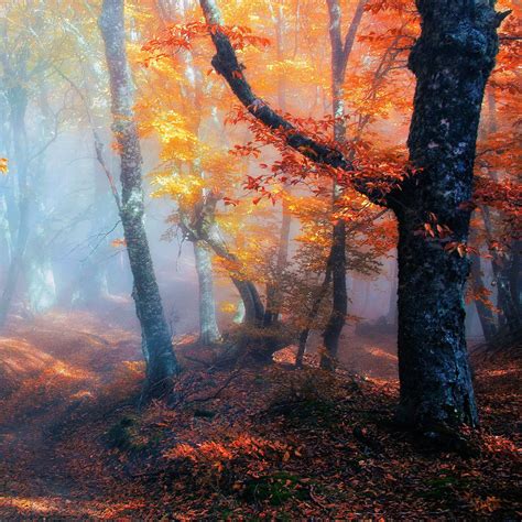 *🇺🇦 Autumn forest (Kiev, Ukraine) by Alexey Milokost // Осенний лес ...