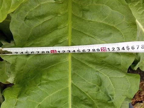 食叶草 广东神龙食叶草农业有限公司食叶草产业基地种植基地