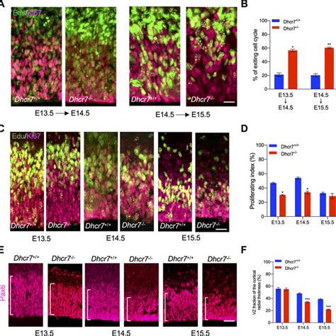 Dhcr7 Mice Show Accelerated Cell Cycle Exiting And Depletion Of