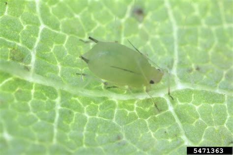Soybean Aphid Aphis Glycines Matsumura 1917