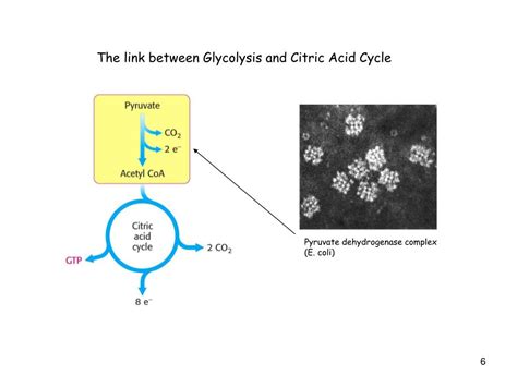 Ppt The Citric Acid Cycle Tricarboxylic Acid Cyle Powerpoint