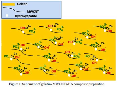 In Situ Biomimetic Synthesis Of Gelatin Carbon Nanotube Hydroxyapatite