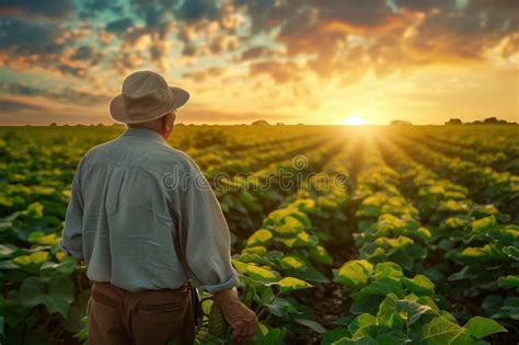 Granjero Mirando El Campo De La Soja En La Hermosa Foto De Atardecer
