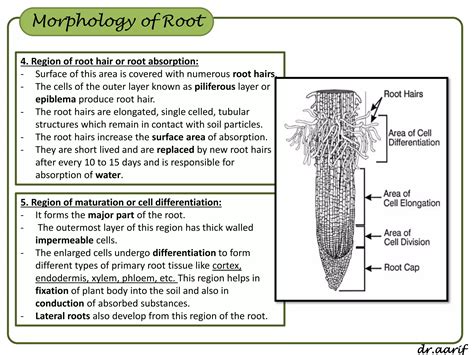 Morphology Of Flowering Plants I Root Stem Leaf PPSX