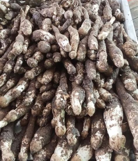 ดร ศุภดามาศ กลับอำนาจเจริญวันที่ 2มิย ใครจะคิดถึงเราบ้างไหมนะ🥰 ️ ️ Facebook