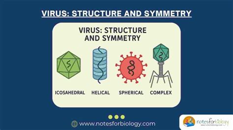 Viruses Structure Features Symmetry Best Biology Notes