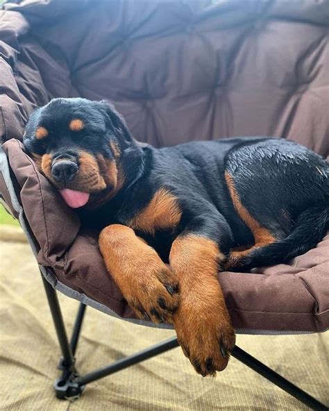 Sleeping Rottweiler Rottweiler Rottweiler Breed Rottweiler Lovers