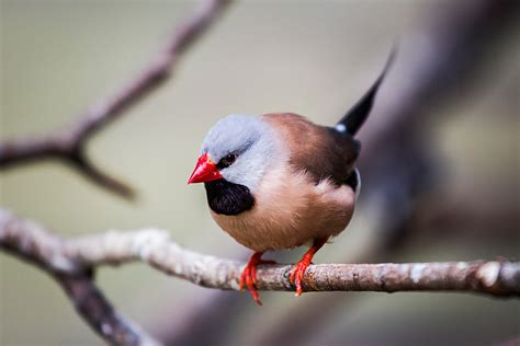 Shaft Tail Finch Cinnamon