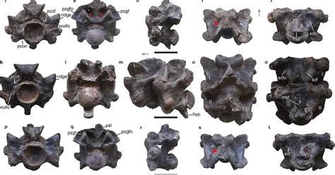 인도에서 세상에서 가장 큰 뱀 화석 발견