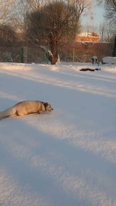 Песец Ванечка из Ленинградского зоопарка валяется | Санкт-Петербург
