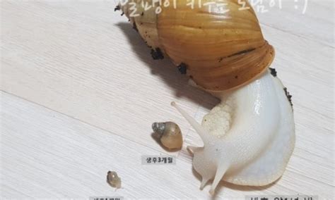달팽이 종류 금와 백와 흑와 명주 소개 네이버 블로그