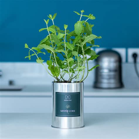 Menthe Prête à Pousser
