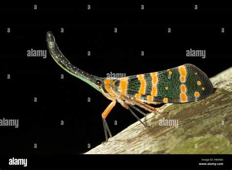 Lantern Bug Fulgora Laternaria Profile Selangor Malaysia Stock