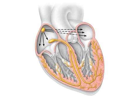 Conduction System For Dummies Diagram Heart Anatomy Conducti