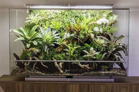 Аквариумные растения цветущие 77 фото