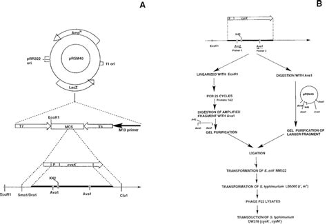 Procedure For Site Directed Mutagenesis Panel A Shows The Map Of The Download Scientific