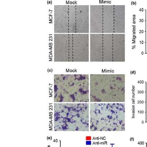 Mir 199a 5p Suppresses Migration And Invasion Of Breast Cancer Cells