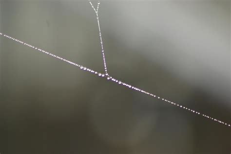 premium photo low angle view of raindrops on cobweb against sky