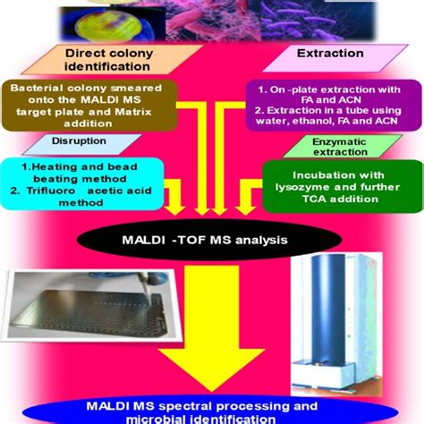 Maldi Ms Methodology Followed For The Direct Identification Of Plant Download Scientific