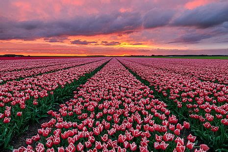 HD Wallpaper Flowers Tulip Field Nature Summer Sun Sunrise