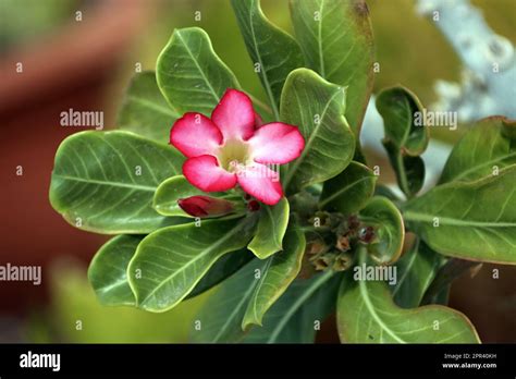 Desert Rose Adenium Obesum Blooming Canary Islands Gran Canaria