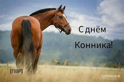 С Днем конника друзья Panovaикомпания ДККМЕДУШИ 2025 ДКК МЁДУШИ