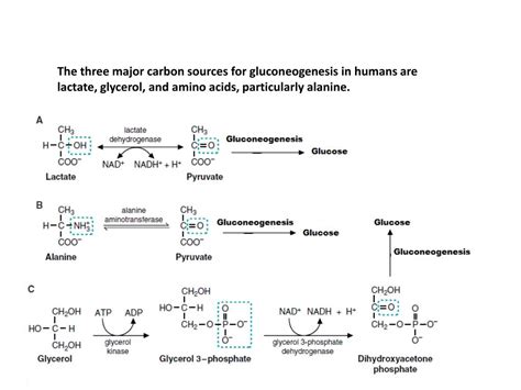 Ppt Gluconeogenesis Powerpoint Presentation Free Download Id 3814786