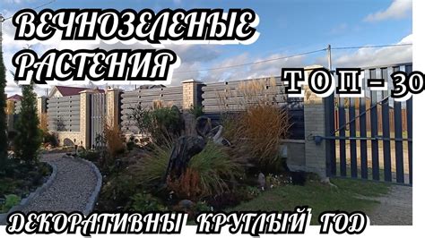 ТОП-30 ДЕКОРАТИВНЫ КРУГЛЫЙ ГОД! Вечнозеленые лиственные, хвойные ...