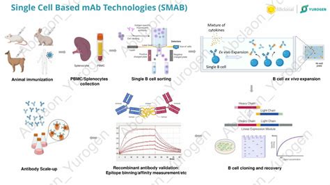 Abclonals Novel Single B Cell Based Platform For Monoclonal Antibody