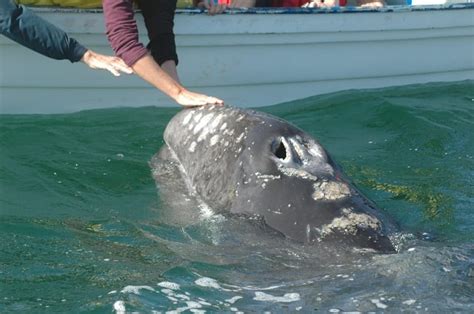 Gray Whale Facts Size Habitat Behavior Diet Pictures