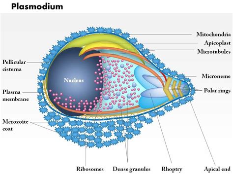 Plasmodium Structure