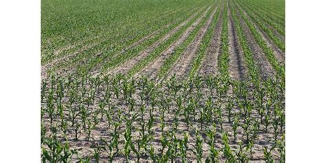 Handy Bt Trait Table For Us Corn Production Morning Ag Clips