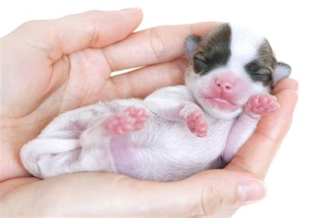 Filhote De Cachorro Recém nascido Minúsculo Da Chihuahua Nas Palmas