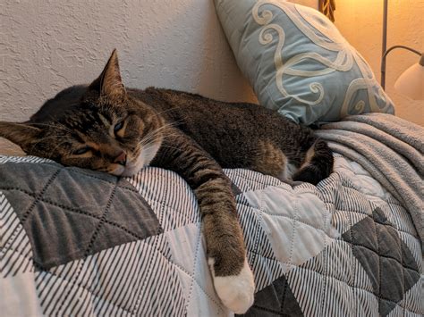 Ms Bubbles Shes About 10 And My Best Girl Rstandardissuecat