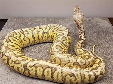 Morph List World Of Ball Pythons