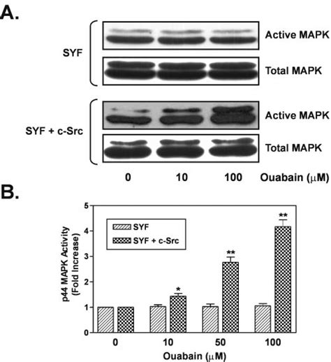 Dose Dependent Effects Of Ouabain On Mapks In Syf And Syf C Src Cells Download Scientific