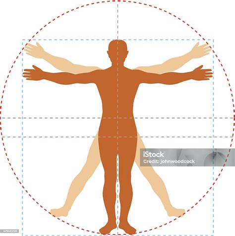 Golden Ratio In Human Body
