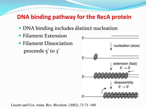 PPT The Role Of RecA In DNA Replication PowerPoint Presentation Free