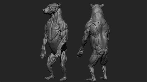 Bear Anatomy Adrian Krokodil