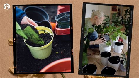 El trucazo para revivir una planta que pocos conocen y con un solo ingrediente Radio Fórmula