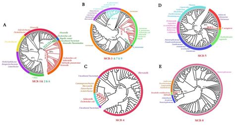 Phylogenetic Subtrees Highlighting The Position Of Known MCR Variants