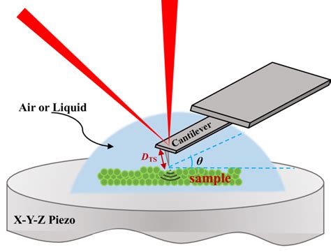 1 Close Up View Of Tip Sample Interaction In A Typical Hs Afm Experiment Download Scientific